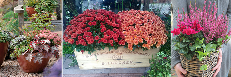 Planteringstips till entrén | AlltOmBostad